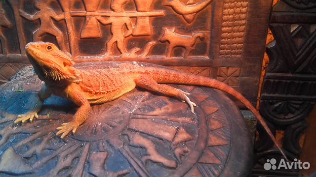 Бородатая агама