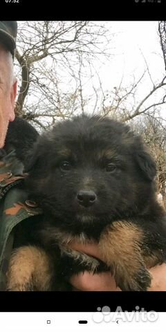 Щенятки малышатки