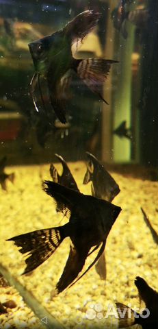 Аквариумая рыбка - скалярия