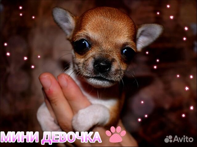 Малыши чихуахуа