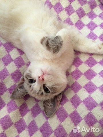 Нереальной красоты котёнок