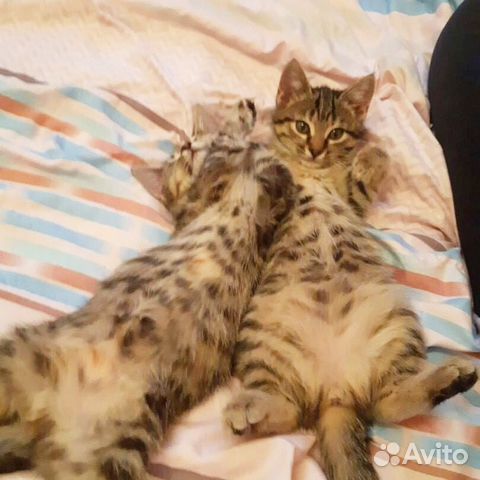 Деффченки 1.5 месяца