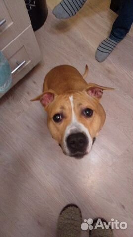 Соня ищет дом