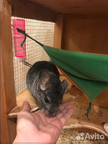 Продам шиншиллу (мальчик 1 год) с домиком
