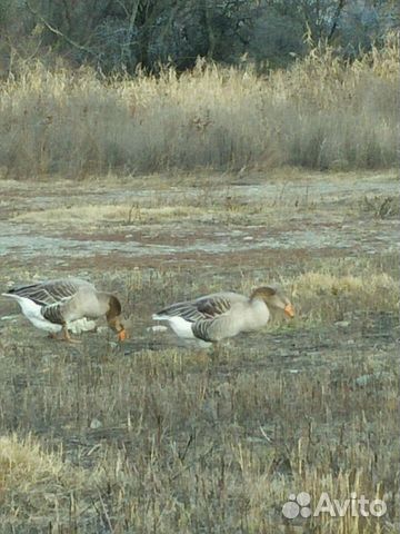 Гуси крупные