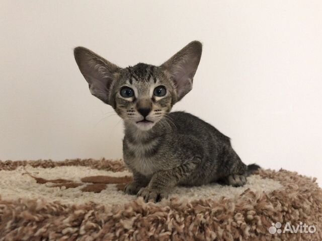 Ориентальная кошечка Гильда