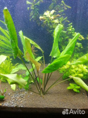 Криптокарина