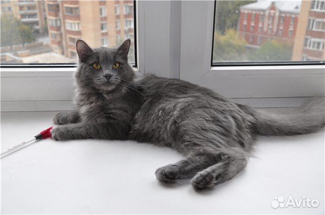 Кошечка Дана -русская голубая принцесса