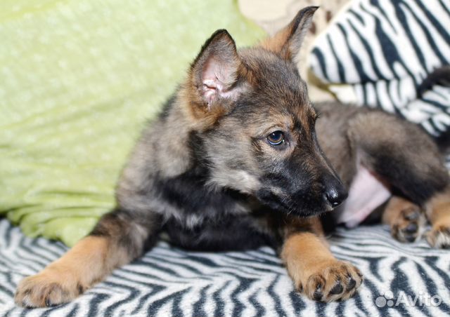Щенка метиса немца в дар