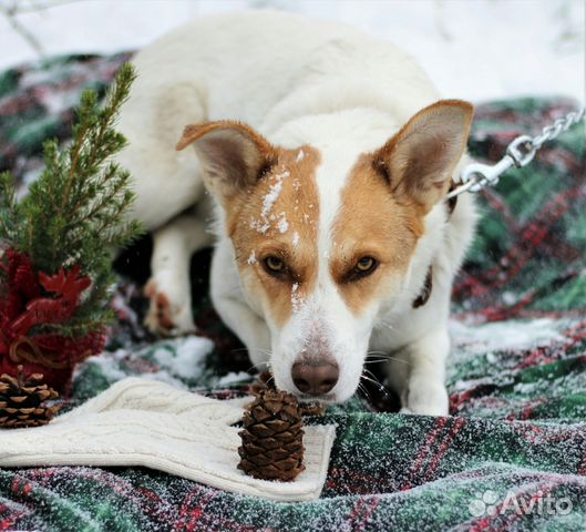 Благородная собака Белка