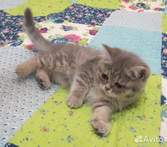 Шотландская прямоухая кошечка, 2 месяца