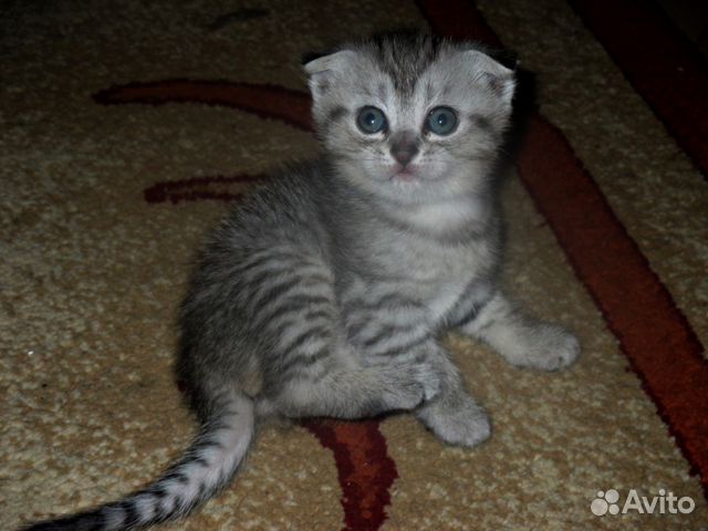 Милые шотландцы