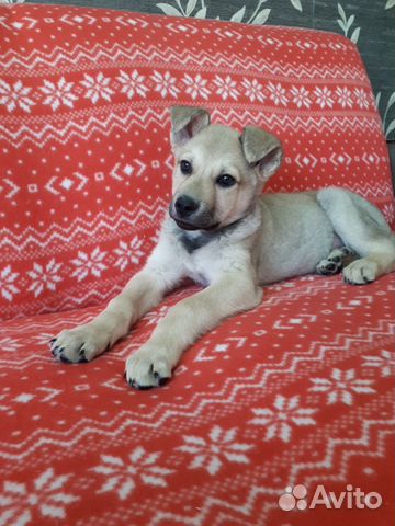 Гром ищет хозяина