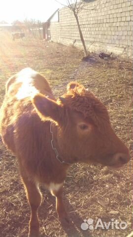 10-и месячная телка