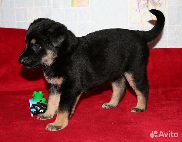 Щенок 2,5 мес. Привита