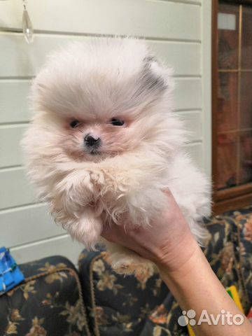 Шпиц, девочка мини, пати