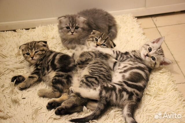 Шотладские мраморные вислоухие котята