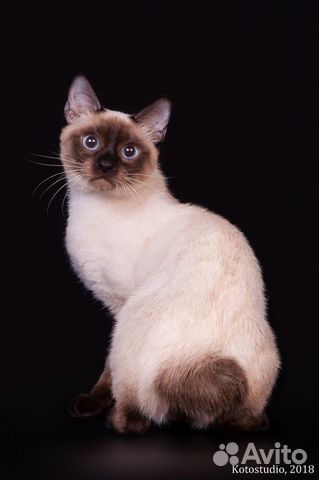 Котик ищет невесту