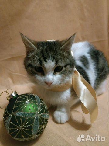 Счастливчик в добрые руки