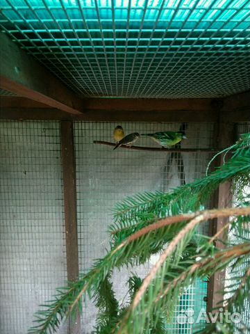 Самка тигрового астрильда