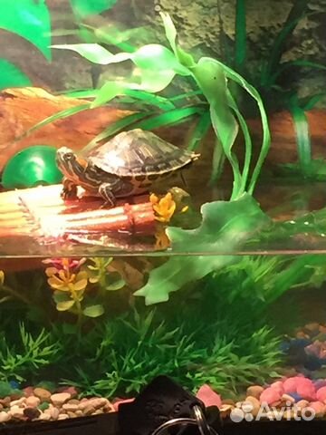 Черепаха красноух