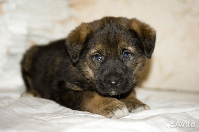 Алтай, 2 месяца. в дар в добрые руки