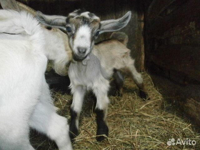 Продам козлят