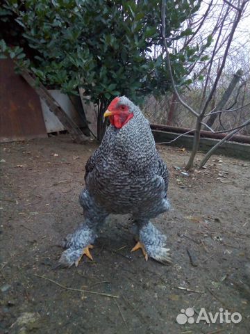 Продам петуха брама
