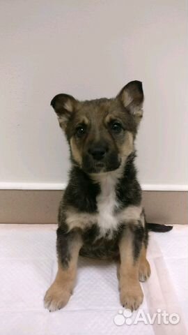 Щенок мальчик 1,5 месяца