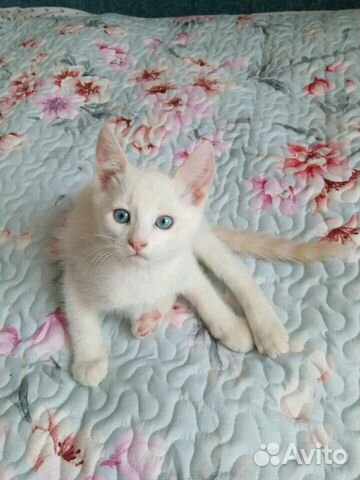 Милый белый котенок в добрые руки