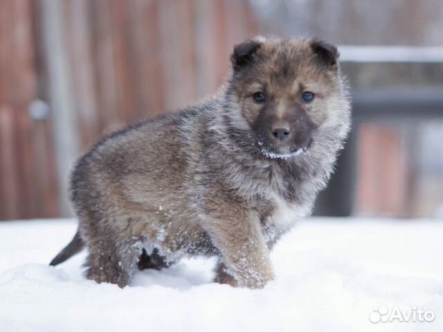 Метисы лайчата в добрые руки