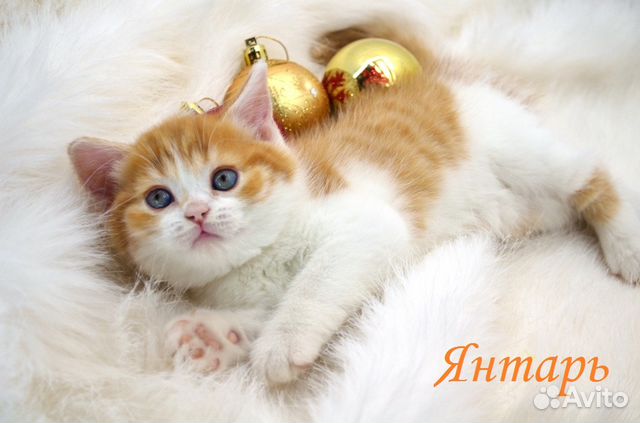Рыже-белый котик Янтарь
