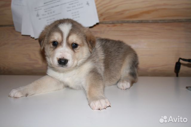 Отдадим щенка в добрые руки