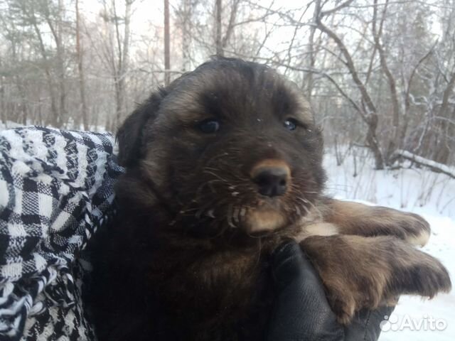 Великолепные малышки от благородных родителей