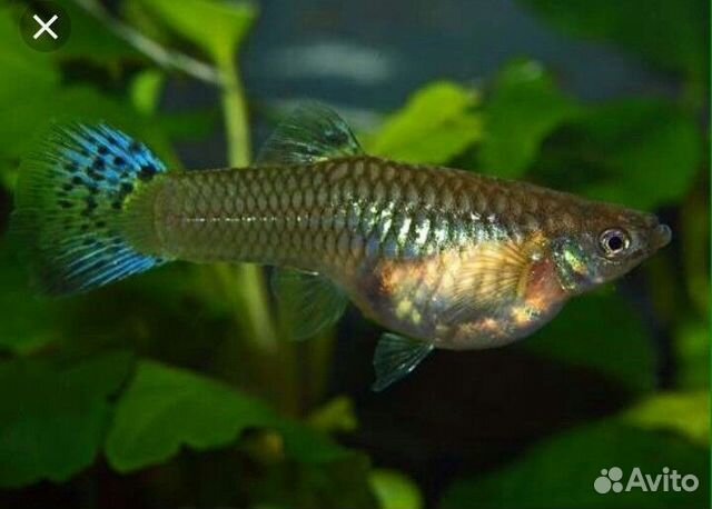 Продаю рыбок
