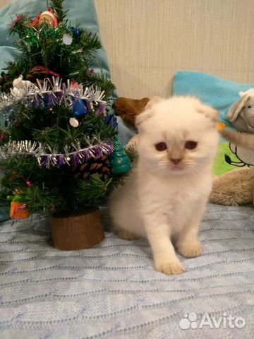 Шотландские вислоухие котята