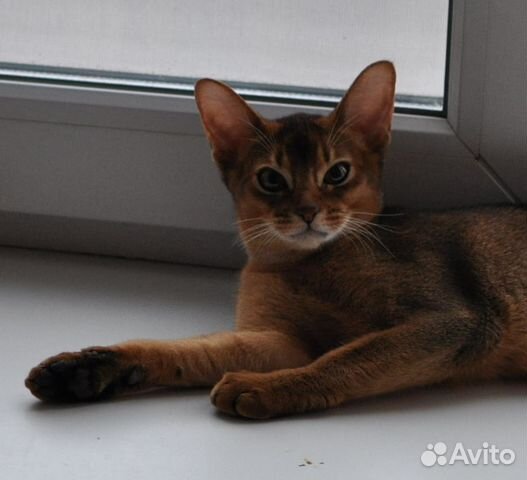 Абиссинский котенок