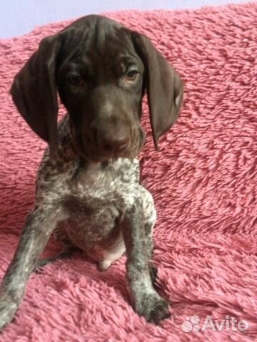 Продаются щенки курцхаара.немецкий курцхаар