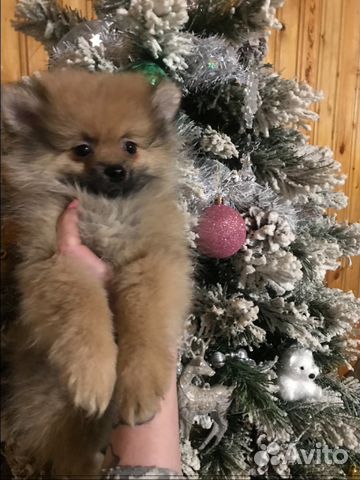 Щенки шпицы плюшевые мишки.щенки шпица.шпиц малыш