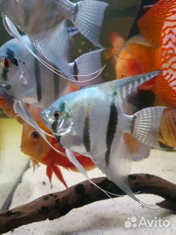 Рыба скалярия "Голубой ангел"