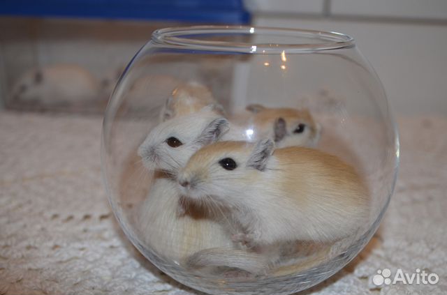 Малыши песчанок