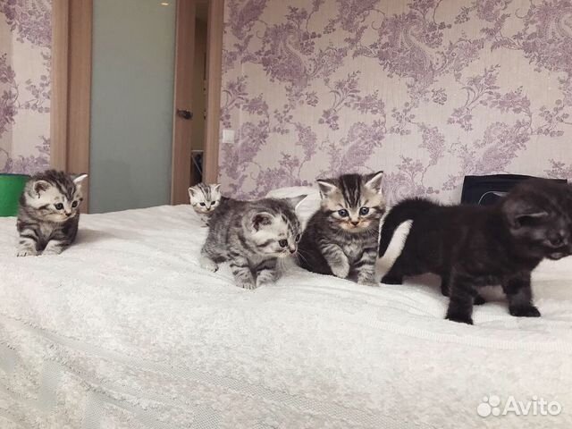 Котята шотландцы мраморные