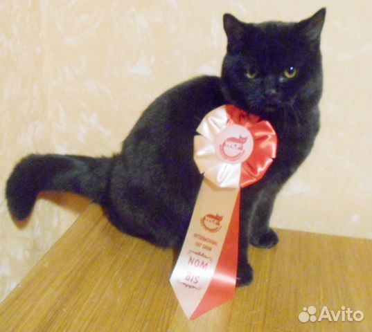 Британские котята