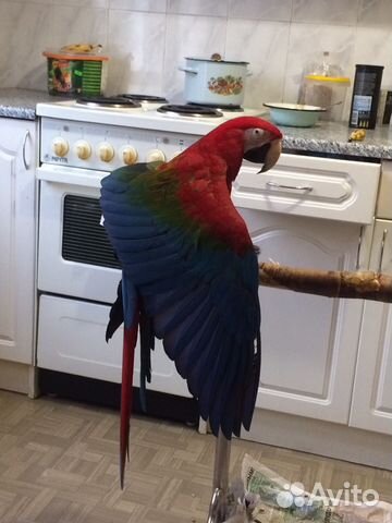 Продам ручного попугая Ара