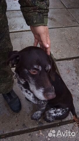 Курцхаар или дратхаар кто потерял Багерово