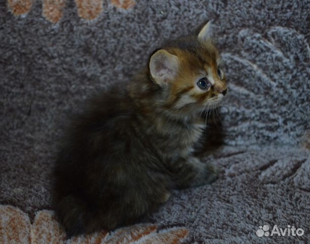 Продам котят курильского бобтейла