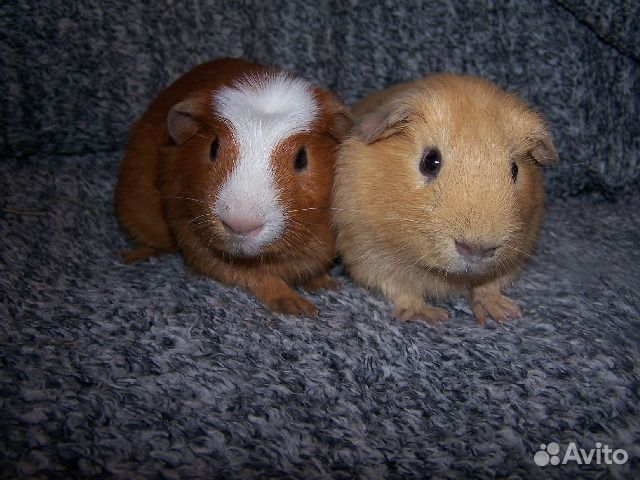 Селфики, американские и цветные крестеды