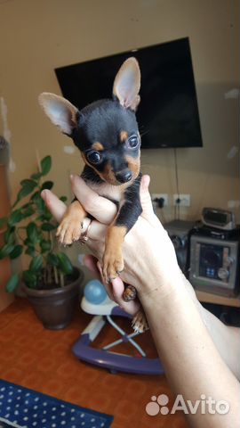 Продам щенка 1,5месяца