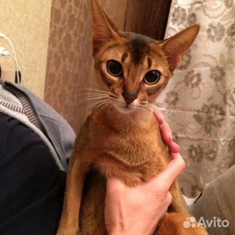 Абиссинская кошка Умка 1,5года,привита, стерильная