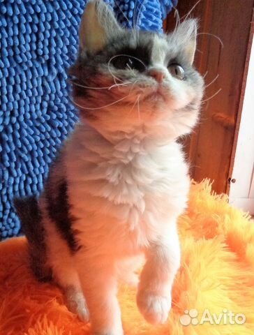 Забава Керли Астра